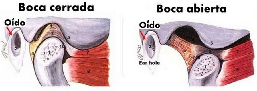 Anatomía de la ATM Articulación temporomandibular - Info Acúfenos
